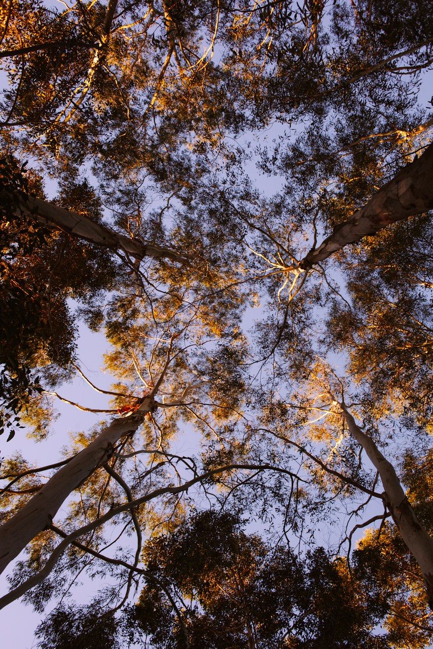 Gum Trees by the Rivendell Gardens | Wine Dine and Unwind